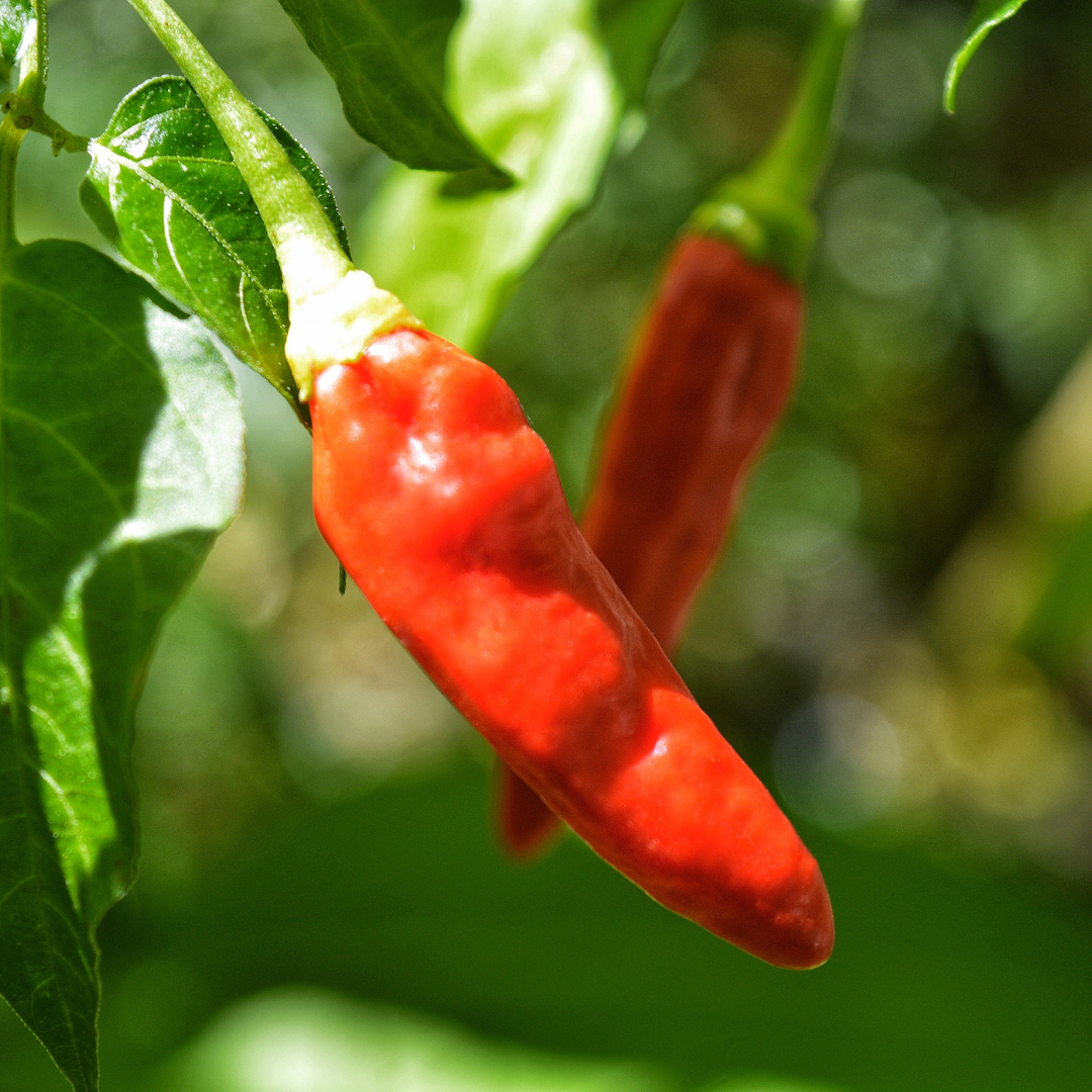 Red pointed bell pepper - Sapje